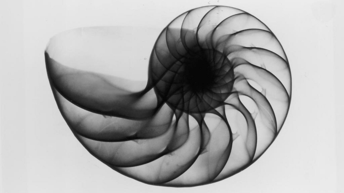 fibonacci-report_admin-access-Ayamachii | fibonacci-report_admin-access-Ayamachii created by ...